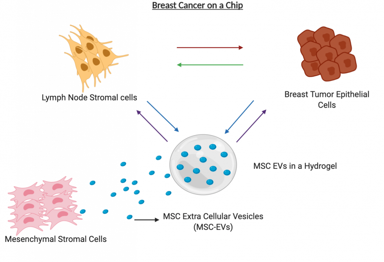 3D breast cancer-on- a-chip model – lifETIME CDT