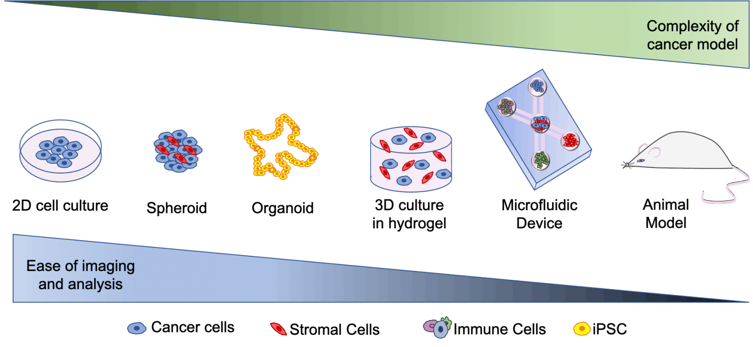 Are 3D models the future for researching colorectal cancer? – lifETIME CDT