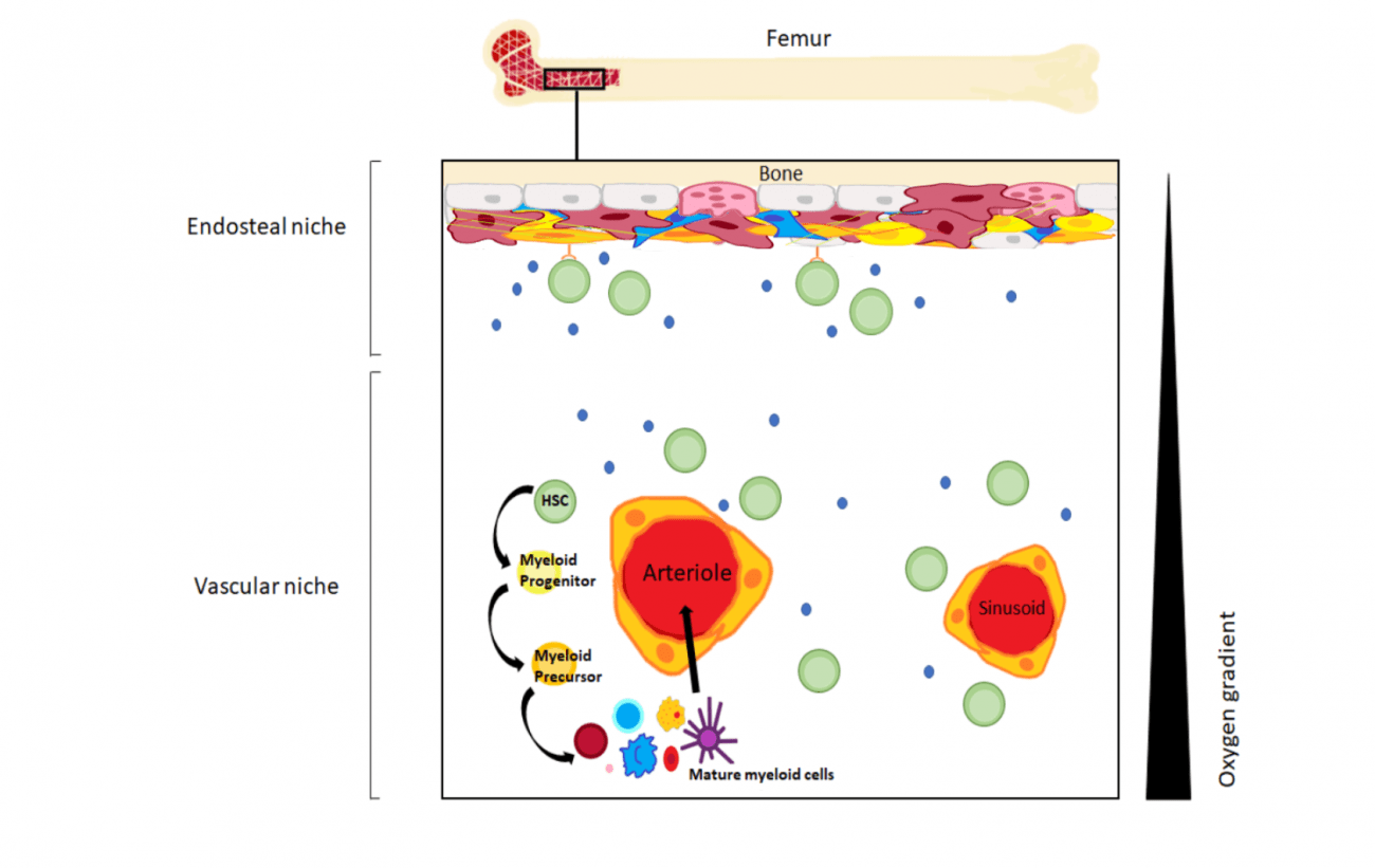 From A 3d Perspective Aml And The Bone Marrow Niche Lifetime Cdt