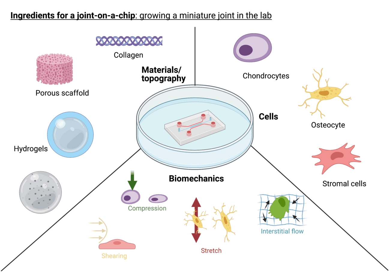 Of mice and men: human ‘joint-on-a-chip’ looks to solve the puzzle of ...