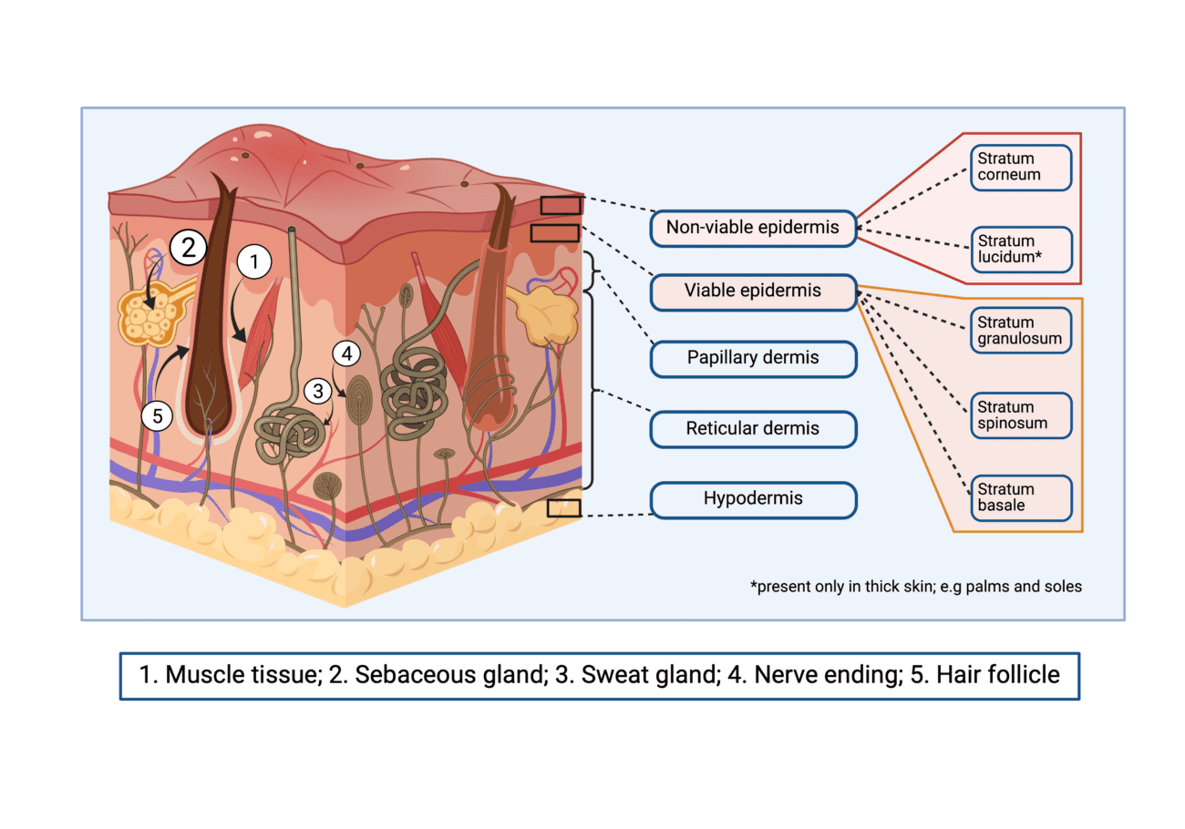 3D PODS® skin models: Why they really matter – lifETIME CDT