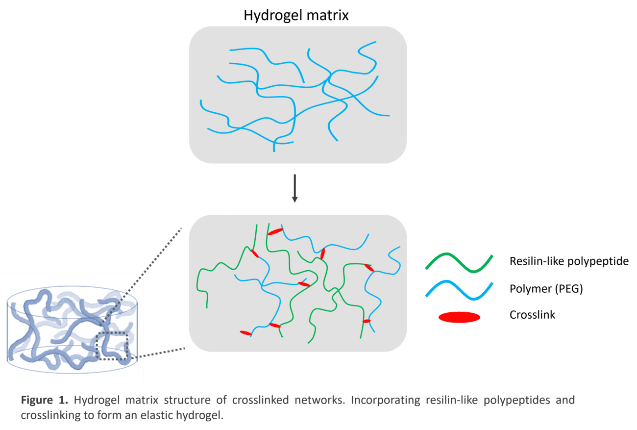 Stretching the possibilities: development of a resilin-based hydrogel ...