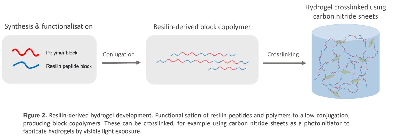 Stretching the possibilities: development of a resilin-based hydrogel ...