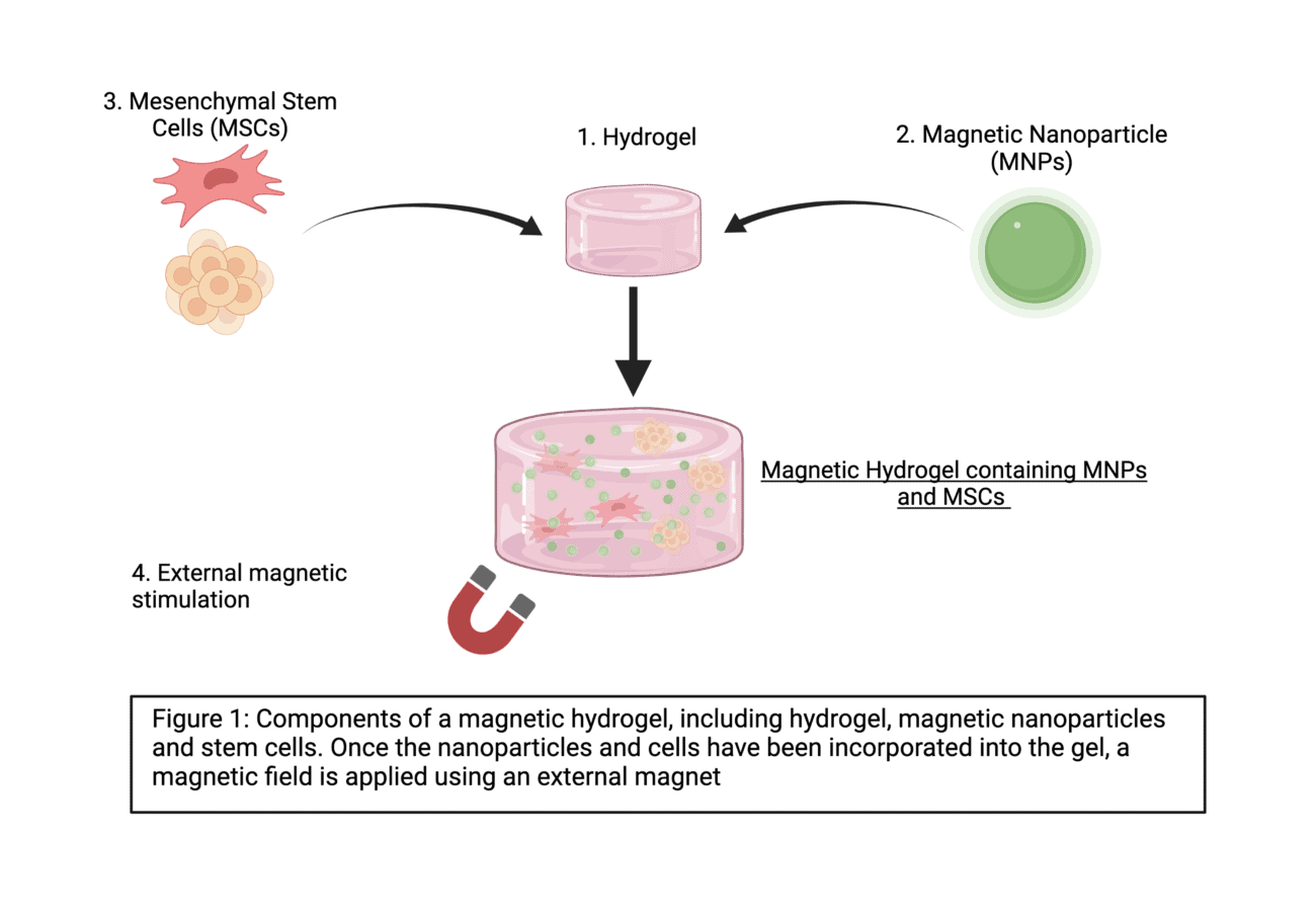 How can we use magnets to grow bones? – lifETIME CDT
