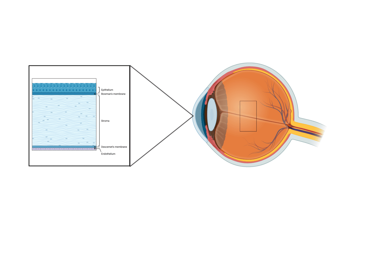 It’s just around the cornea! How a new 3D model could help find ...