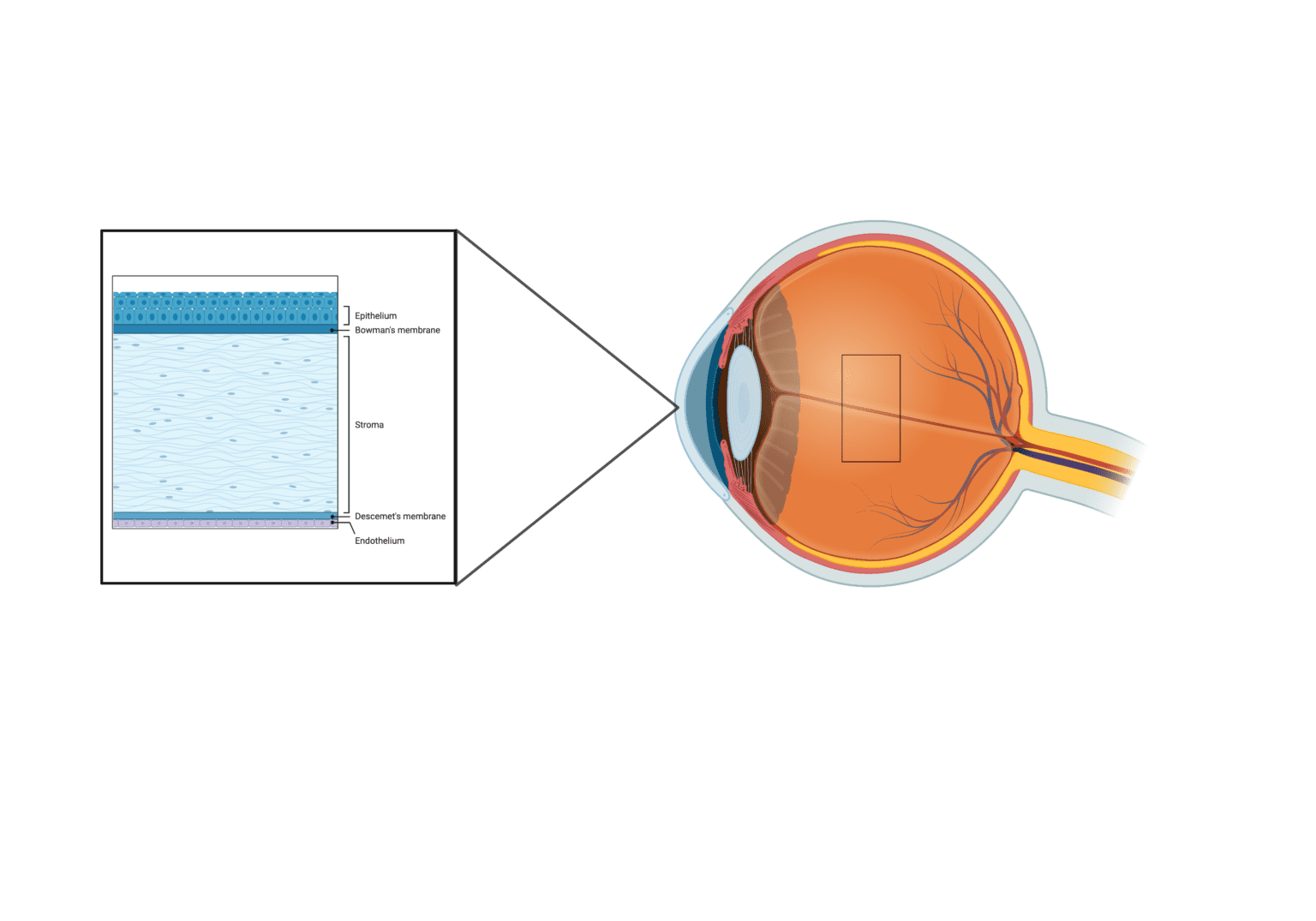 It’s just around the cornea! How a new 3D model could help find ...